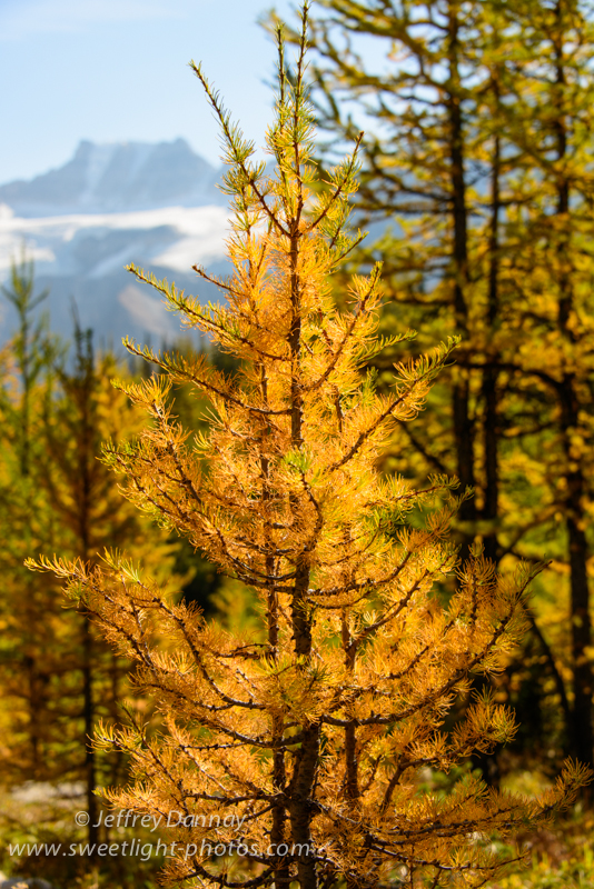 Have you ever shaken the hand of a Larch Tree? - Sweet Light Photos